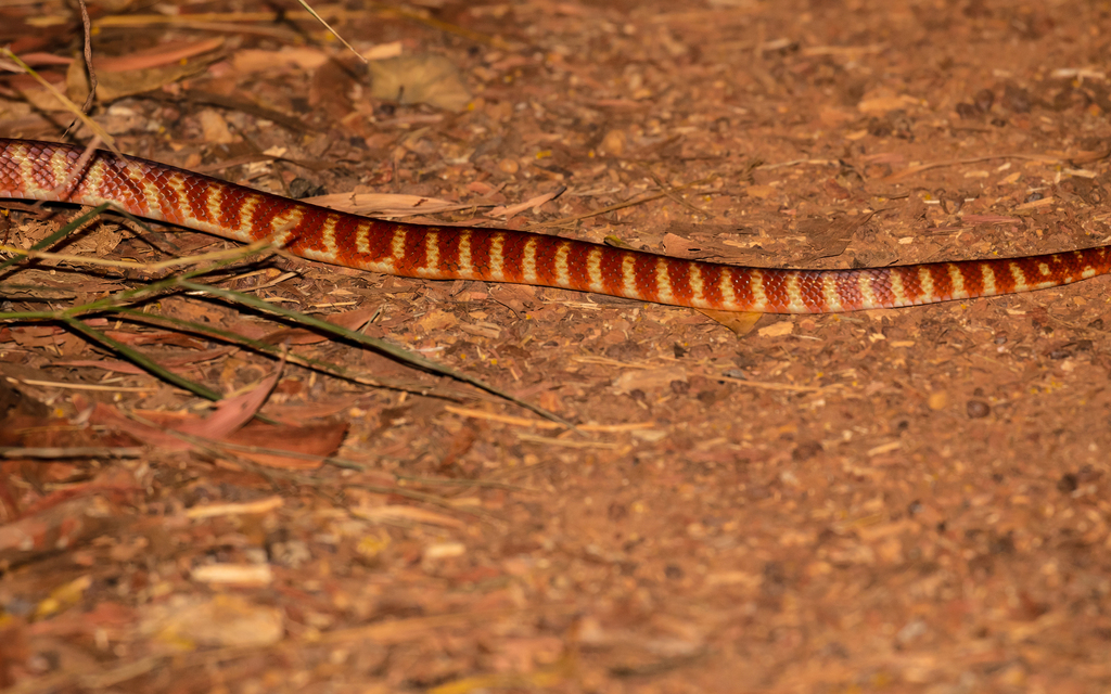 Brown Tree Snake from Darwin NT, Australia on June 5, 2023 at 09:03 PM ...