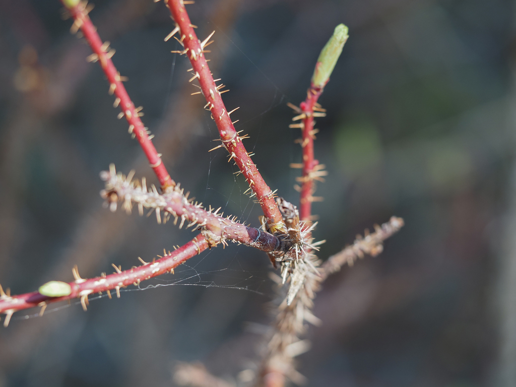 Prickly Wild Rose from Cypress County, AB, Canada on May 12, 2023 at 04 ...