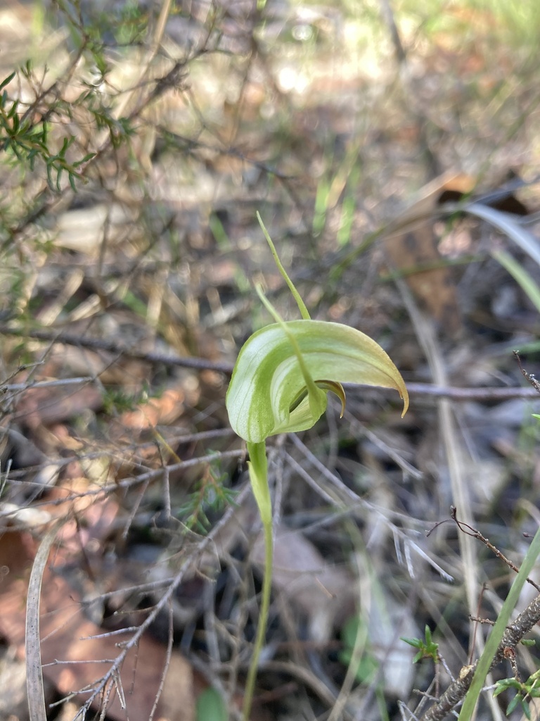 Sharp greenhood in June 2023 by Jill Dark · iNaturalist