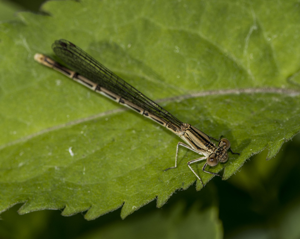 Variable Dancer from Dupage County, IL, USA on June 16, 2023 at 04:18 ...