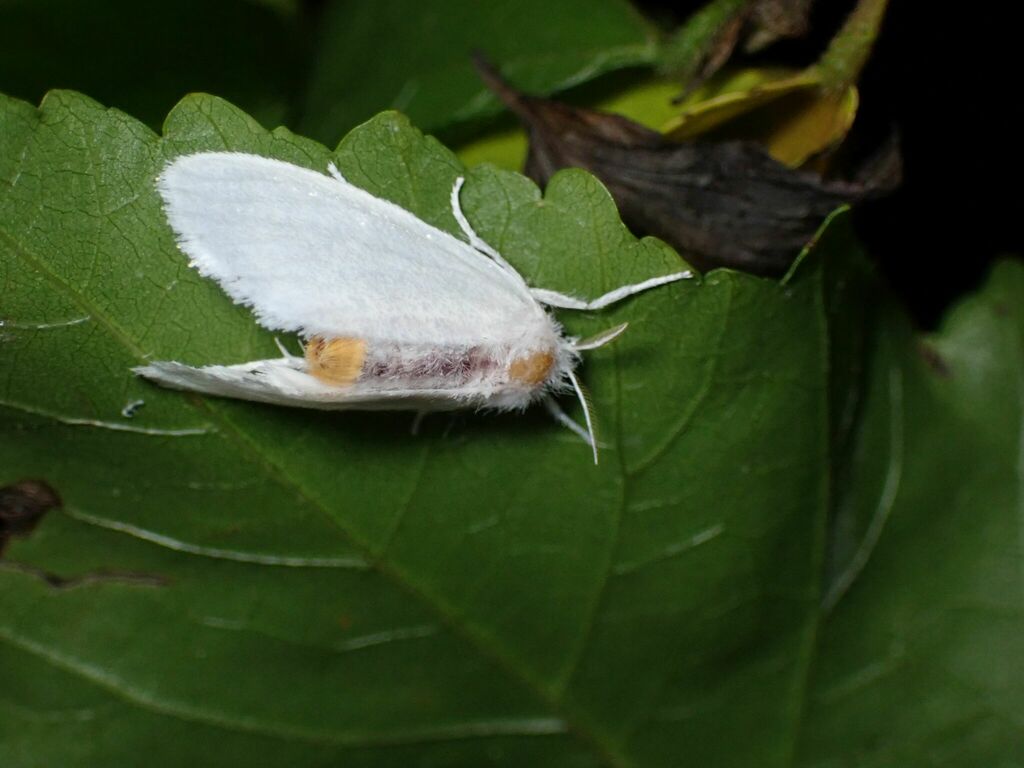 Tussock Moths from Tafea Province, Vanuatu on May 7, 2023 at 09:38 PM ...