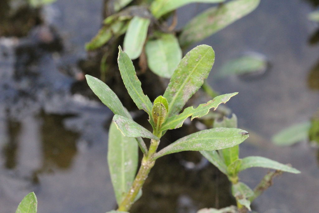 Alligatorweed from Jasper, Mississippi, United States on June 13, 2023 ...