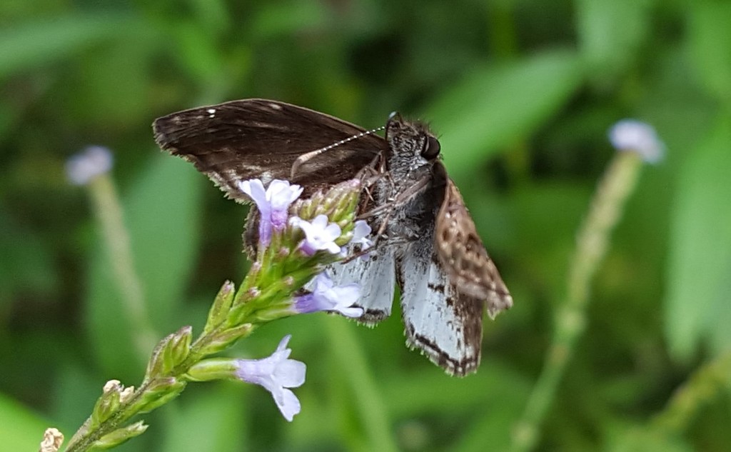 Saltarina variegada (Insectos de Veracruz. Part 2B Lepidoptera ...
