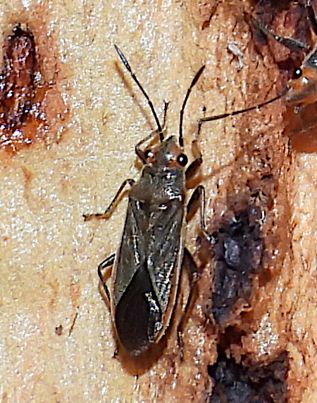 True Bugs, Hoppers, Aphids, and allies from Wightman Reserve, Brisbane ...