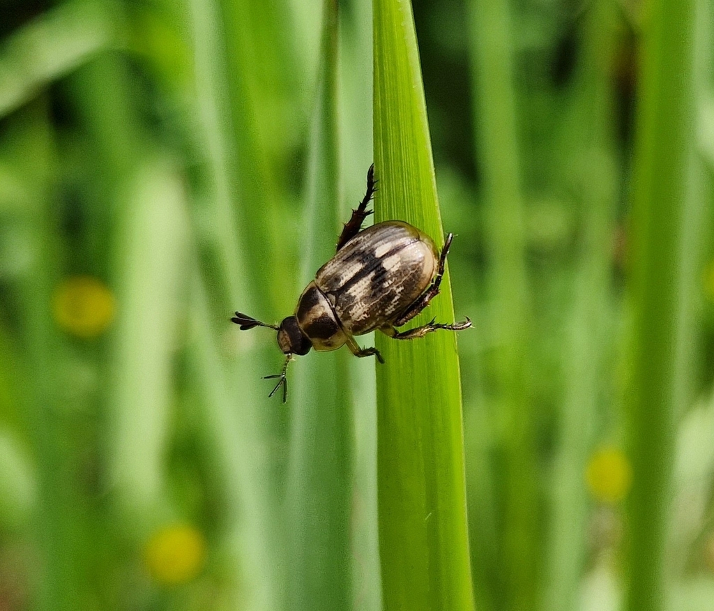 Oriental Beetle from 305-0031, Japon on May 26, 2023 at 12:35 PM by ...
