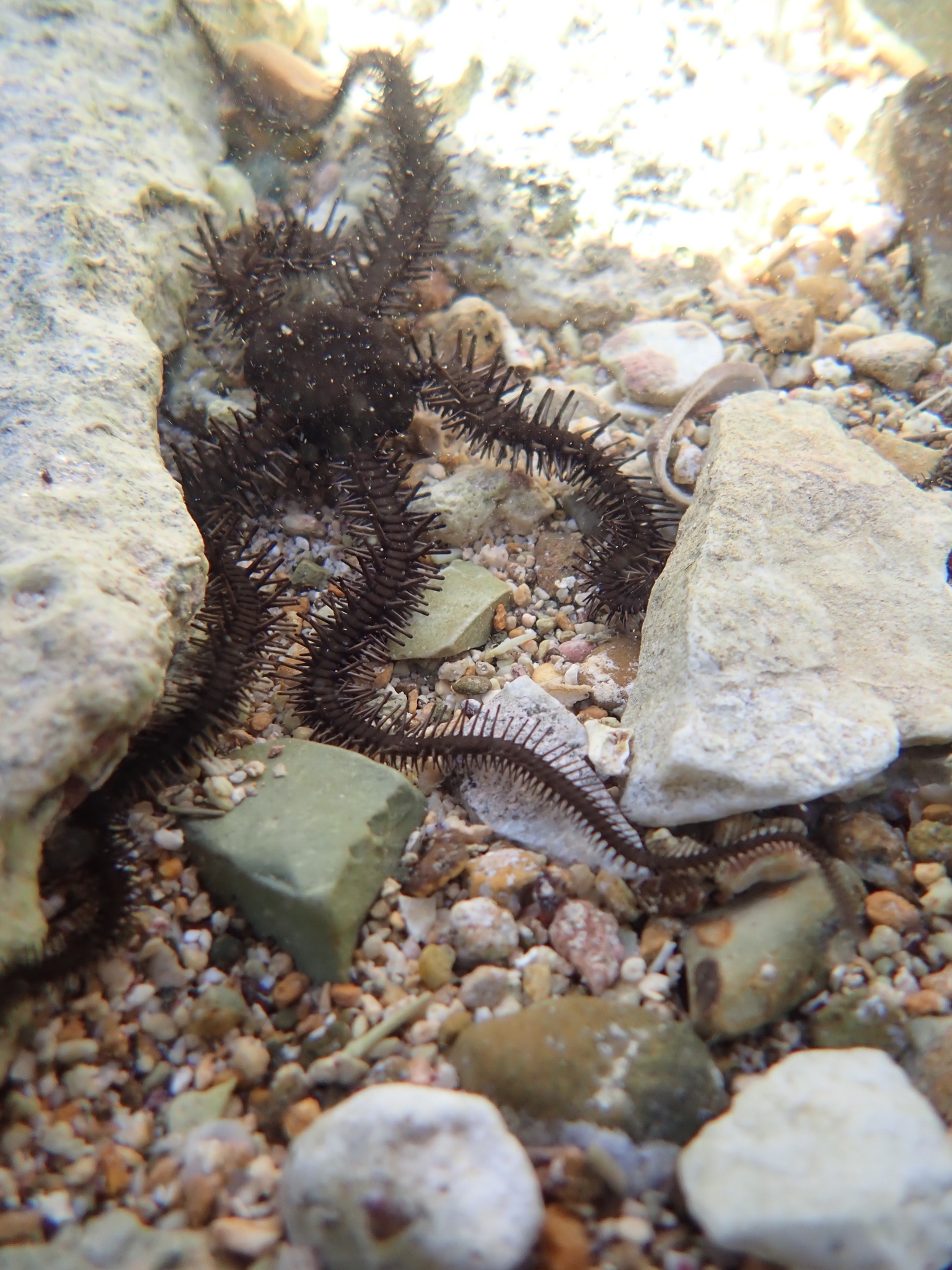 Ophiocoma echinata (Lamarck, 1816)