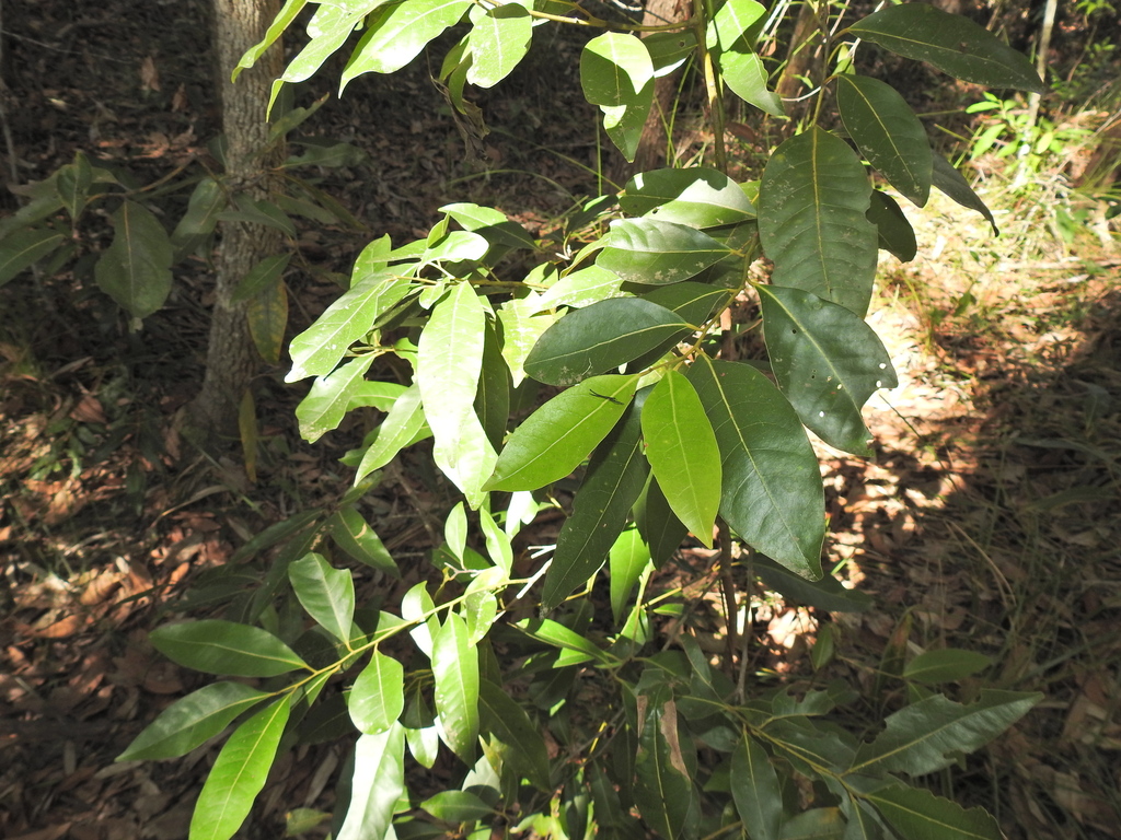 jackwood from Tuan Forest QLD 4650, Australia on June 17, 2023 at 11:11 ...