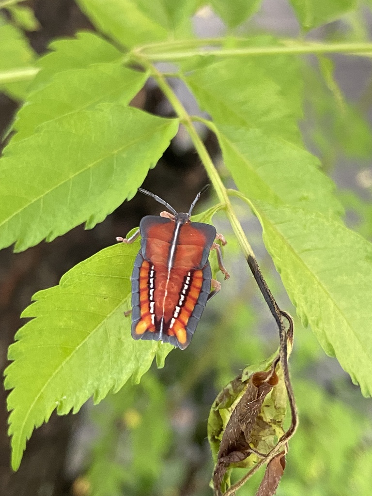 Lychee Stink Bug from National Taiwan University - Shuiyuan Campus ...