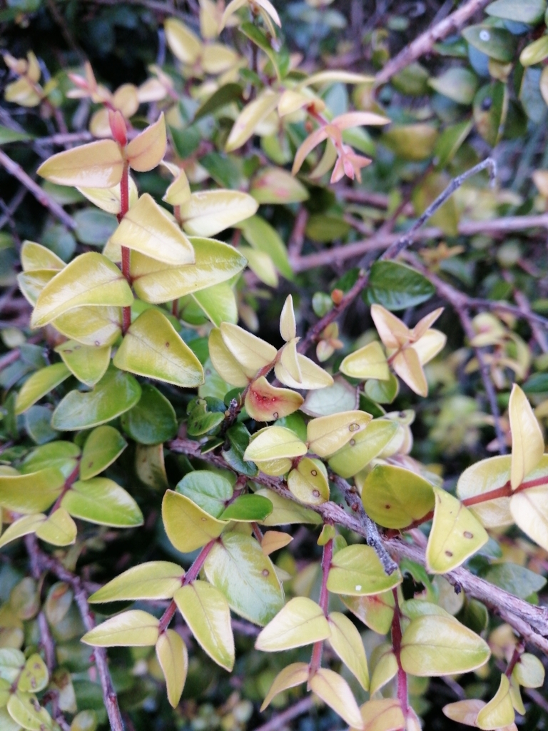 Myrtle Rust from Paekākāriki, New Zealand on June 17, 2023 at 04:20 PM ...