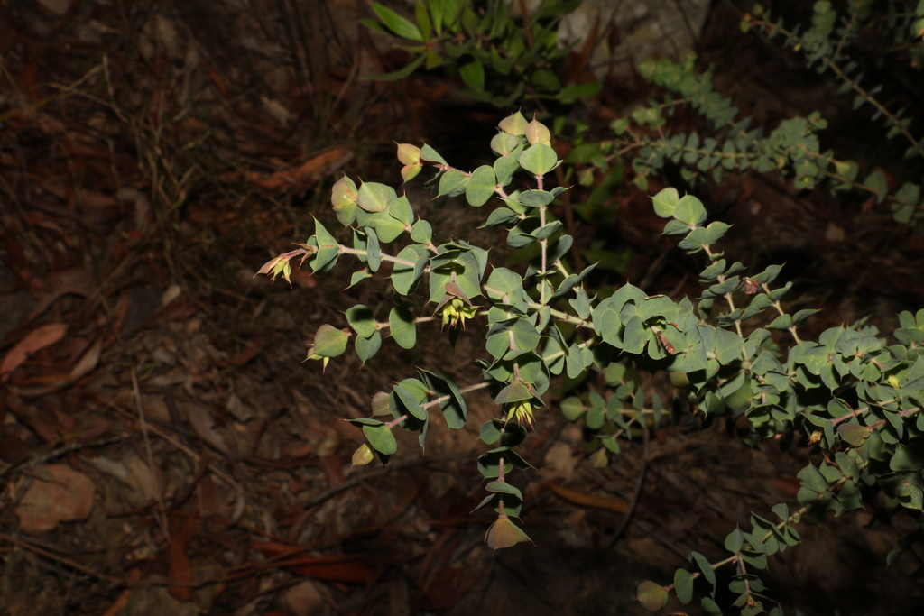 spiny bush-pea from Helidon QLD 4344, Australia on June 17, 2023 at 08: ...