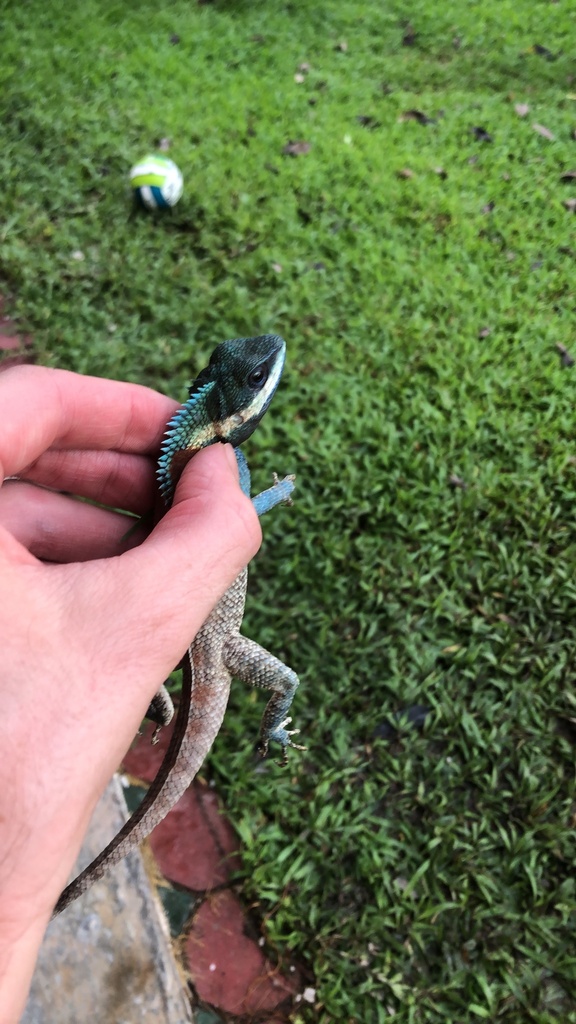 Siamese Blue Crested Lizard from ชม. 3028, Hang Dong, Chiang Mai, TH on ...