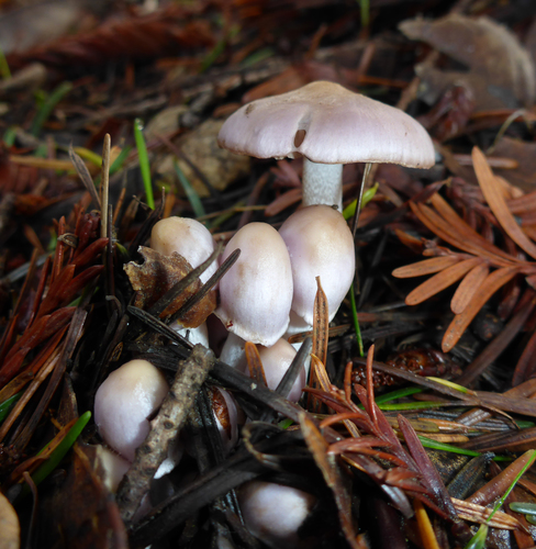 Lilac Fibrecap (Inocybe geophylla var. lilacina)