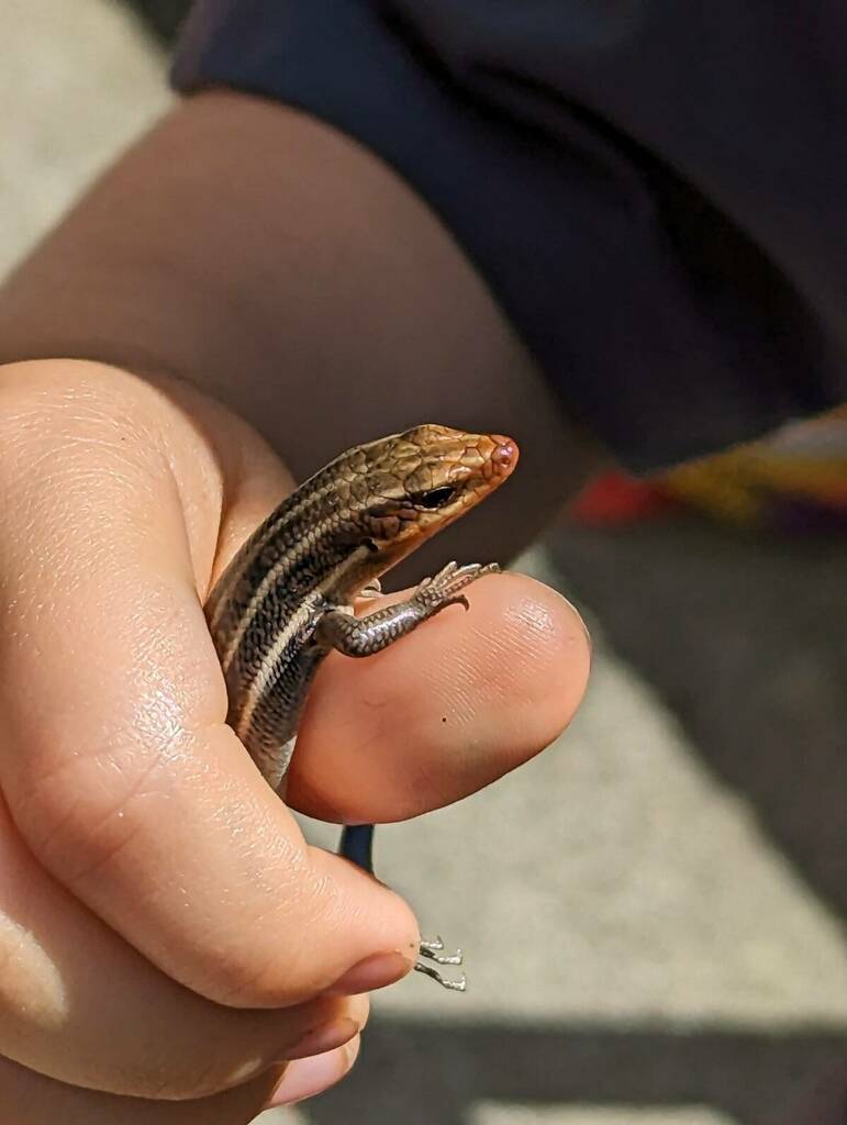 Common Five-lined Skink from Wake County, US-NC, US on May 12, 2023 at ...