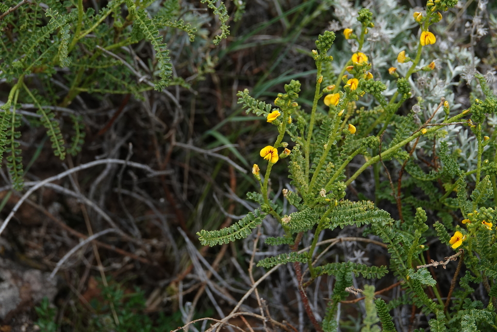 Paramela (Plantas comunes en jardines del Noroeste de la Patagonia ...