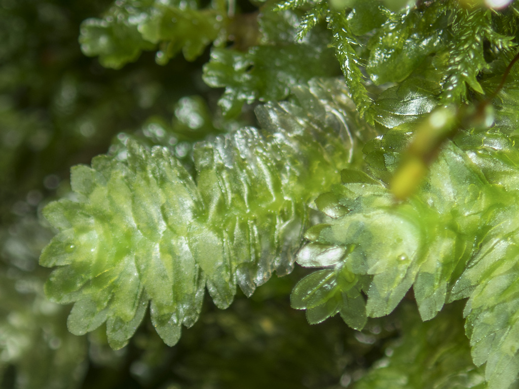 Schistochila lehmanniana from Balook VIC 3971, Australia on July 29 ...