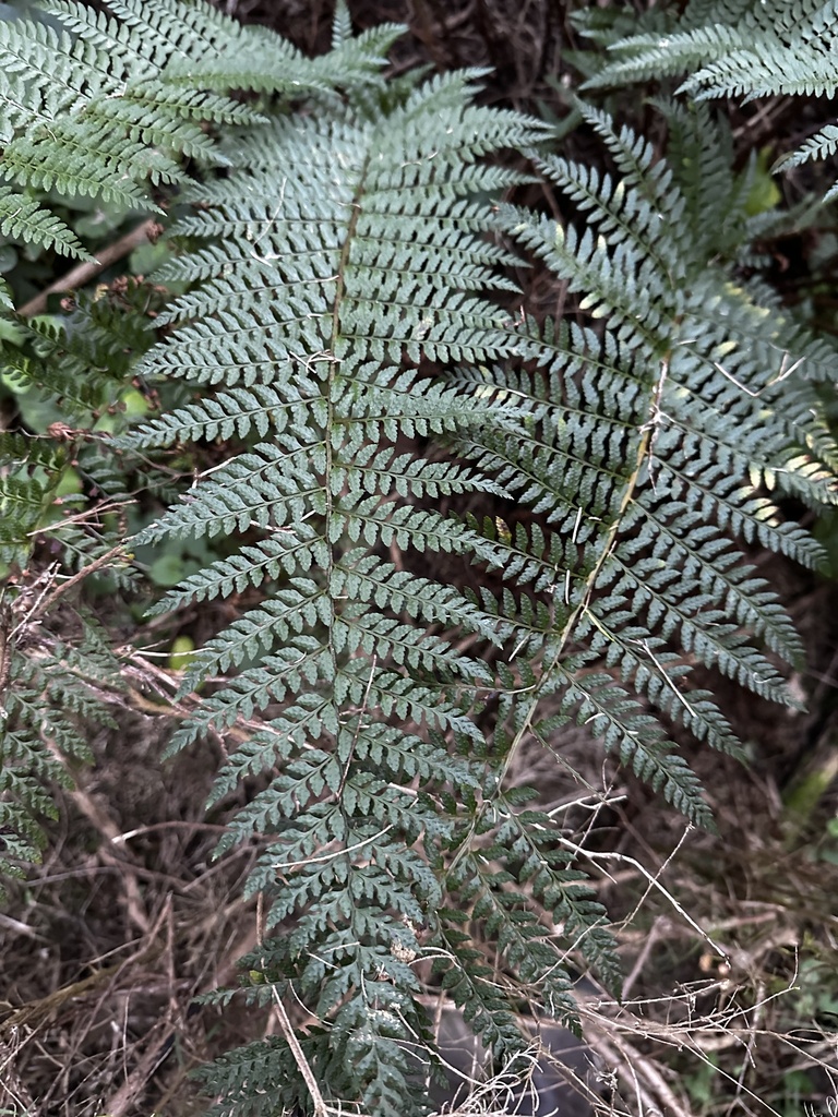 mother shield-fern from Olivers Creek Bushland Reserve, Tyabb, VIC, AU ...