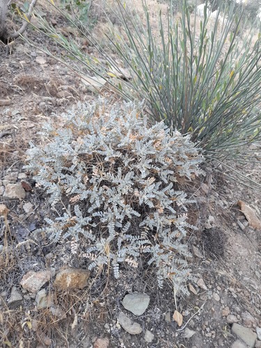 Astragalus gossypinus · iNaturalist United Kingdom