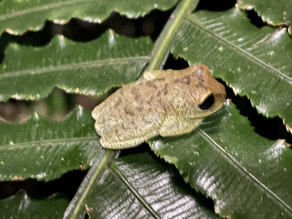 Ruby-eyed Tree Frog in June 2023 by michelemenegon · iNaturalist