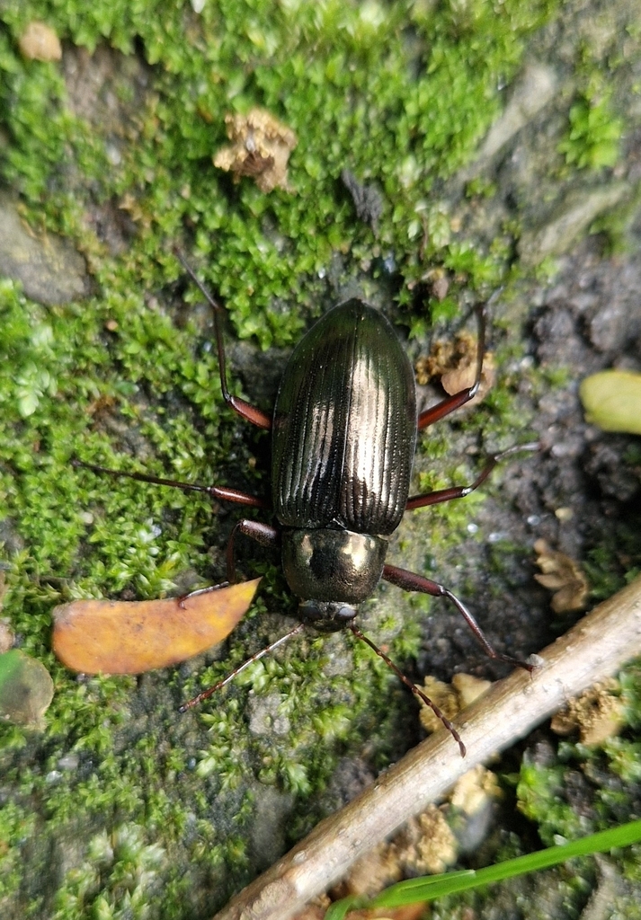 Plesiophthalmus nigrocyaneus in June 2023 by Emily Dent · iNaturalist
