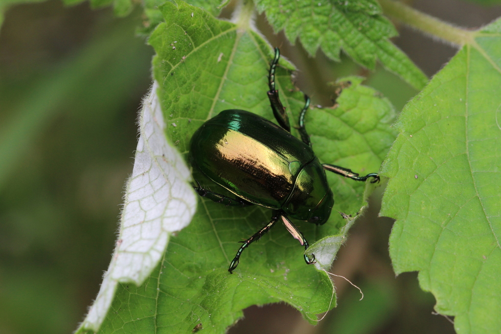 Japanese Fruit Beetle in June 2023 by Emily Dent · iNaturalist