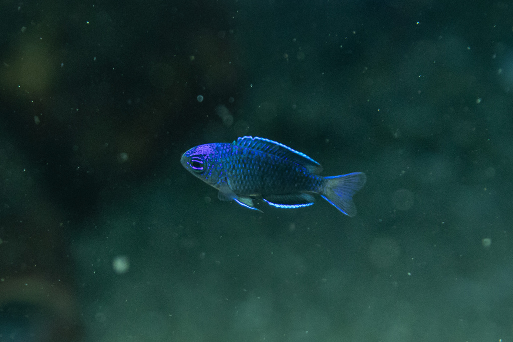 Australian Damsel from Cabbage Tree Bay, AU-NS-MN, AU-NS, AU on June 17 ...