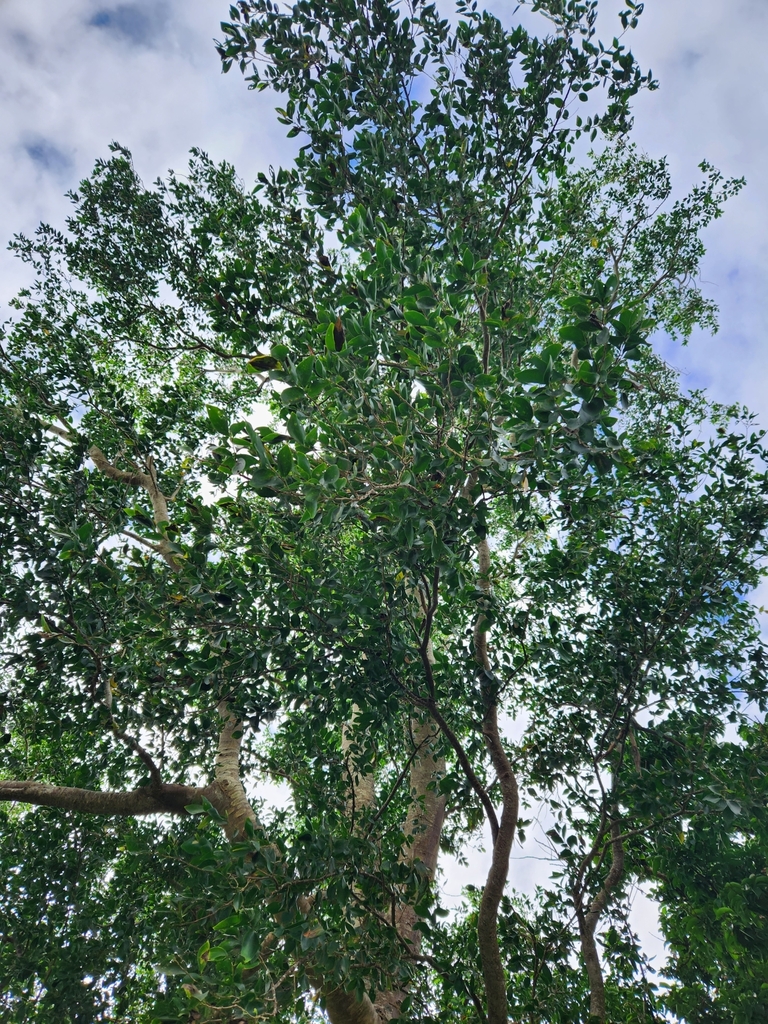 Acacia simplex from Shefa Province, Vanuatu on June 14, 2023 at 02:04 ...