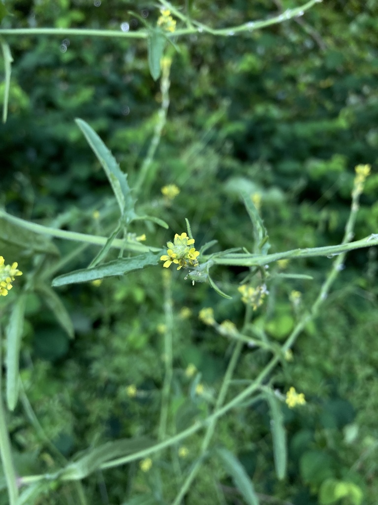 Hedge mustard from Carlowrie Castle, Newbridge, Scotland, GB on 14 June ...