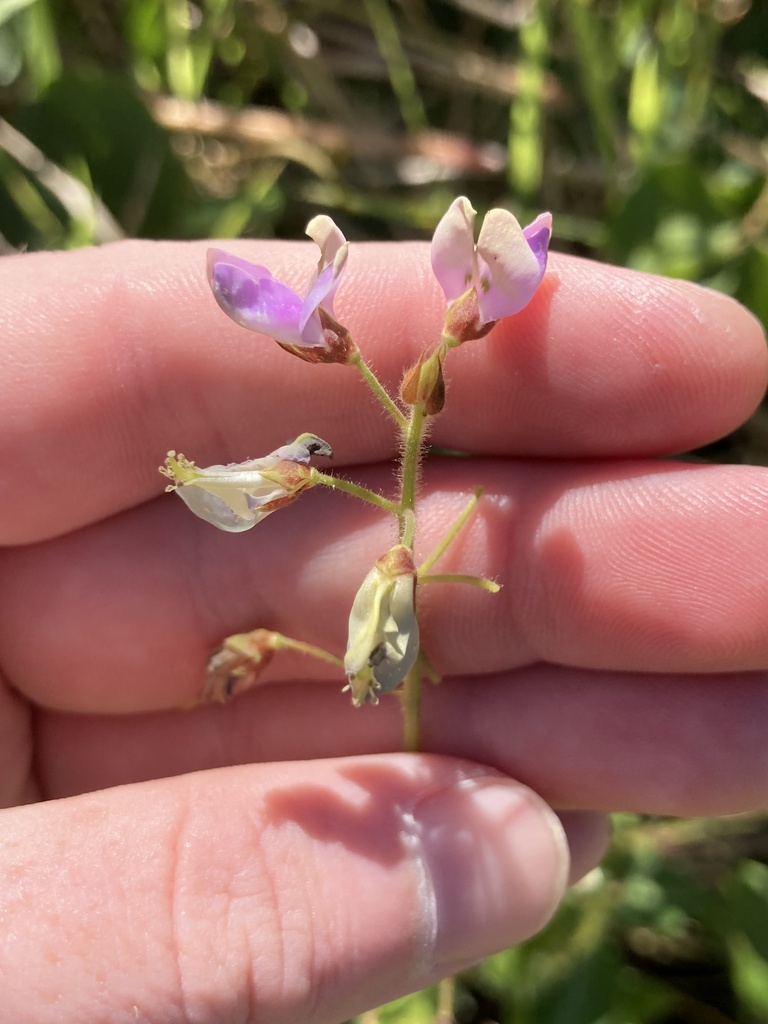 Silverleaf Desmodium from Gem Rd, Kenmore, QLD, AU on June 17, 2023 at ...