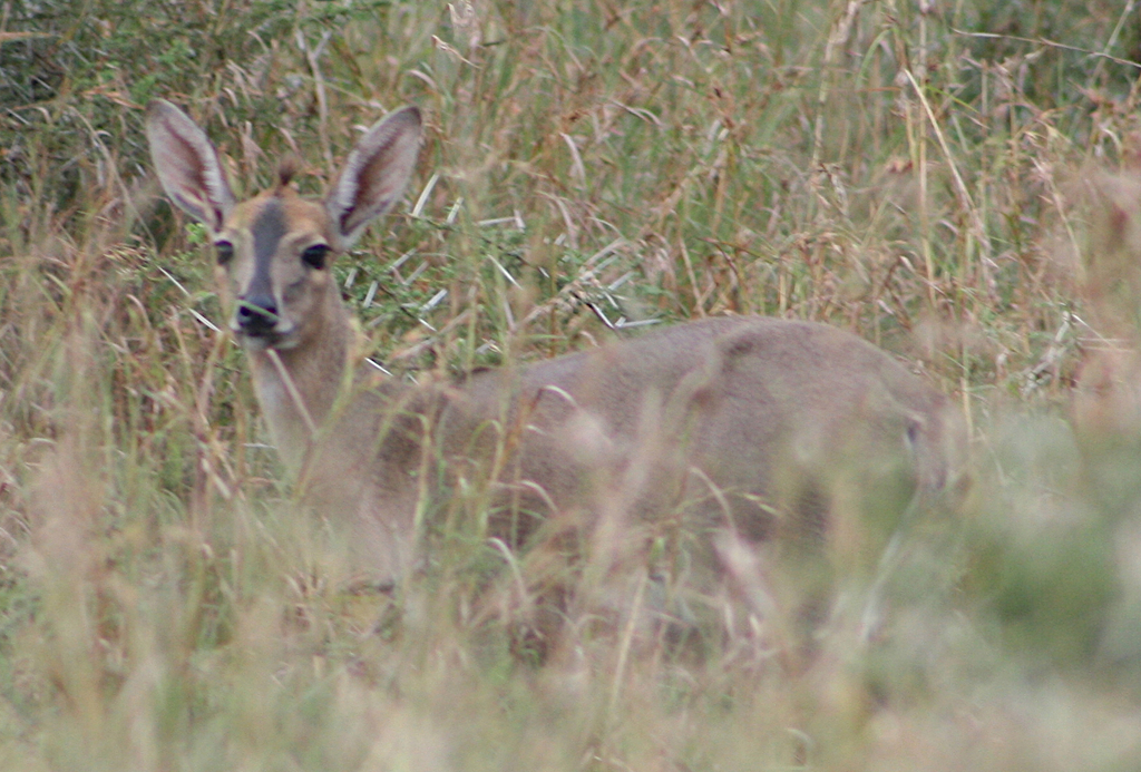 Bush Duiker from Mkuze Game Reserve, South Africa on September 16, 2007 ...