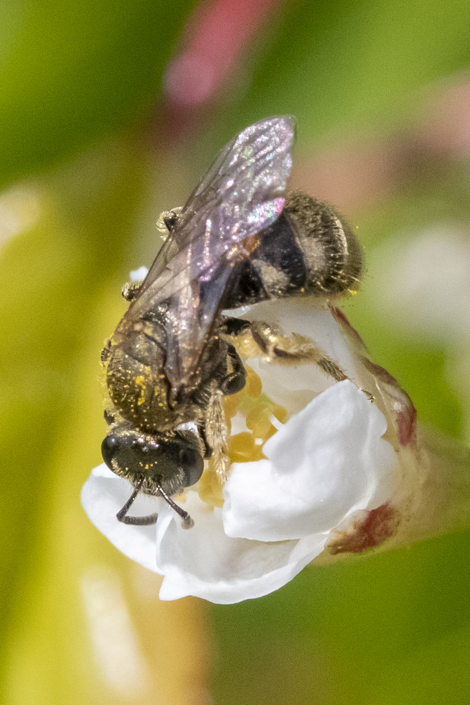 Metallic Sweat Bees from Albert County, NB, Canada on June 1, 2023 at ...
