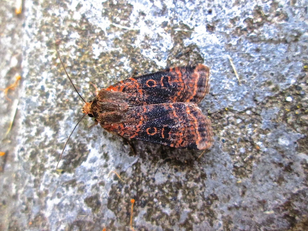 Abagrotis baueri from West Vancouver, BC, Canada on July 21, 2012 at 05 ...
