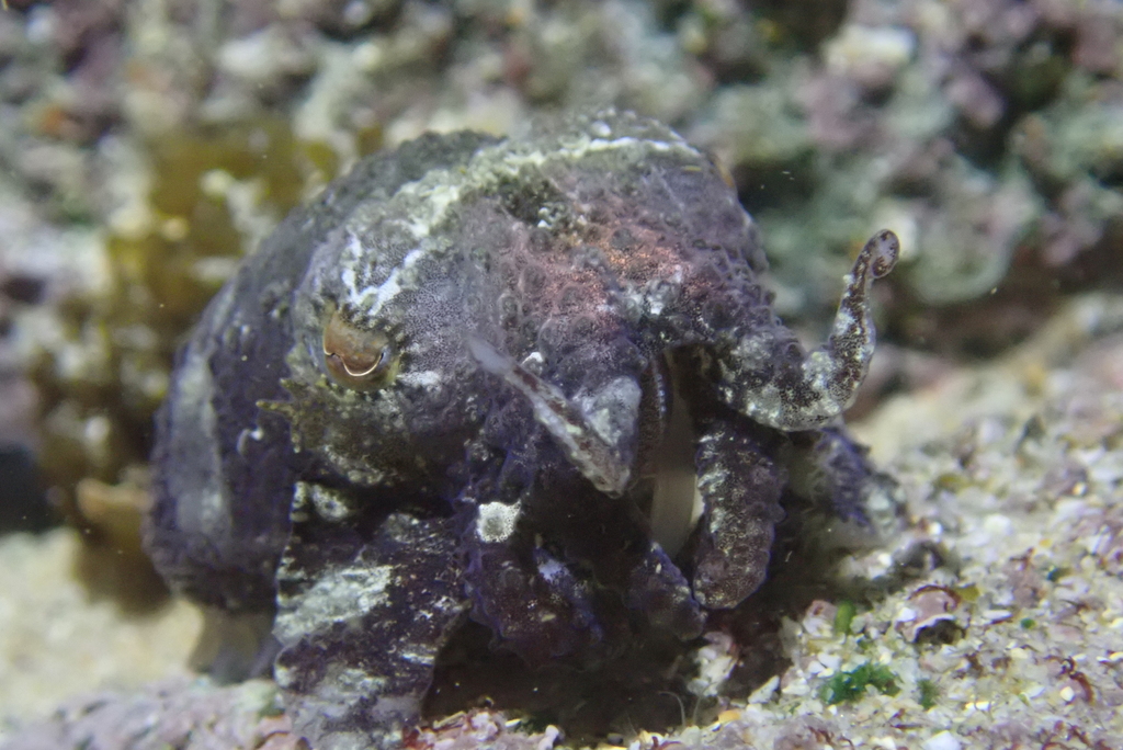 Tuberculate Cuttlefish from Ferreira Town, Jeffreys Bay, 6330, South ...