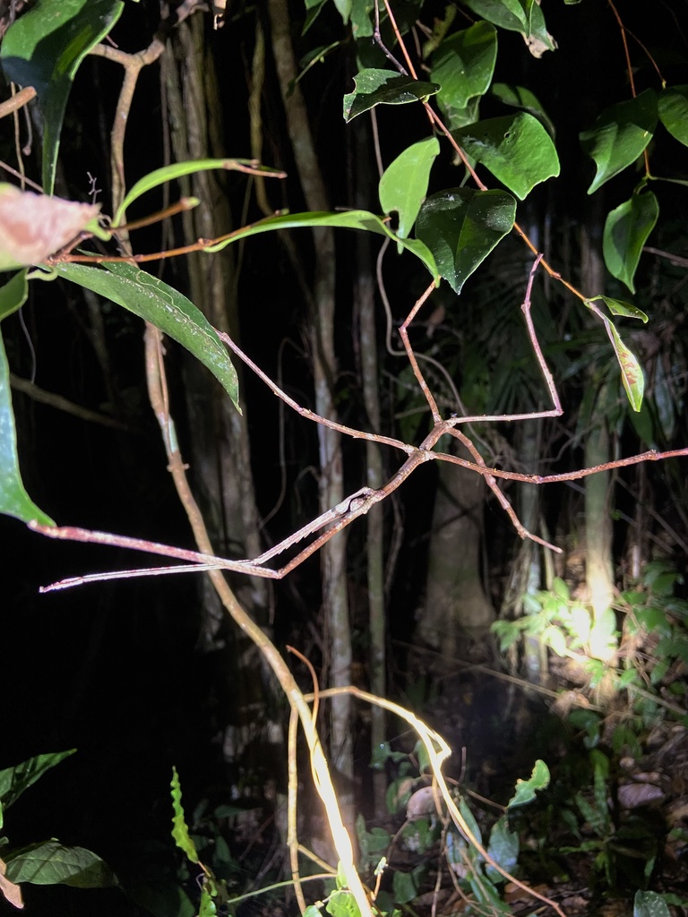 Gargantuan Stick Insect from Dinden National Park, Lamb Range, QLD, AU ...