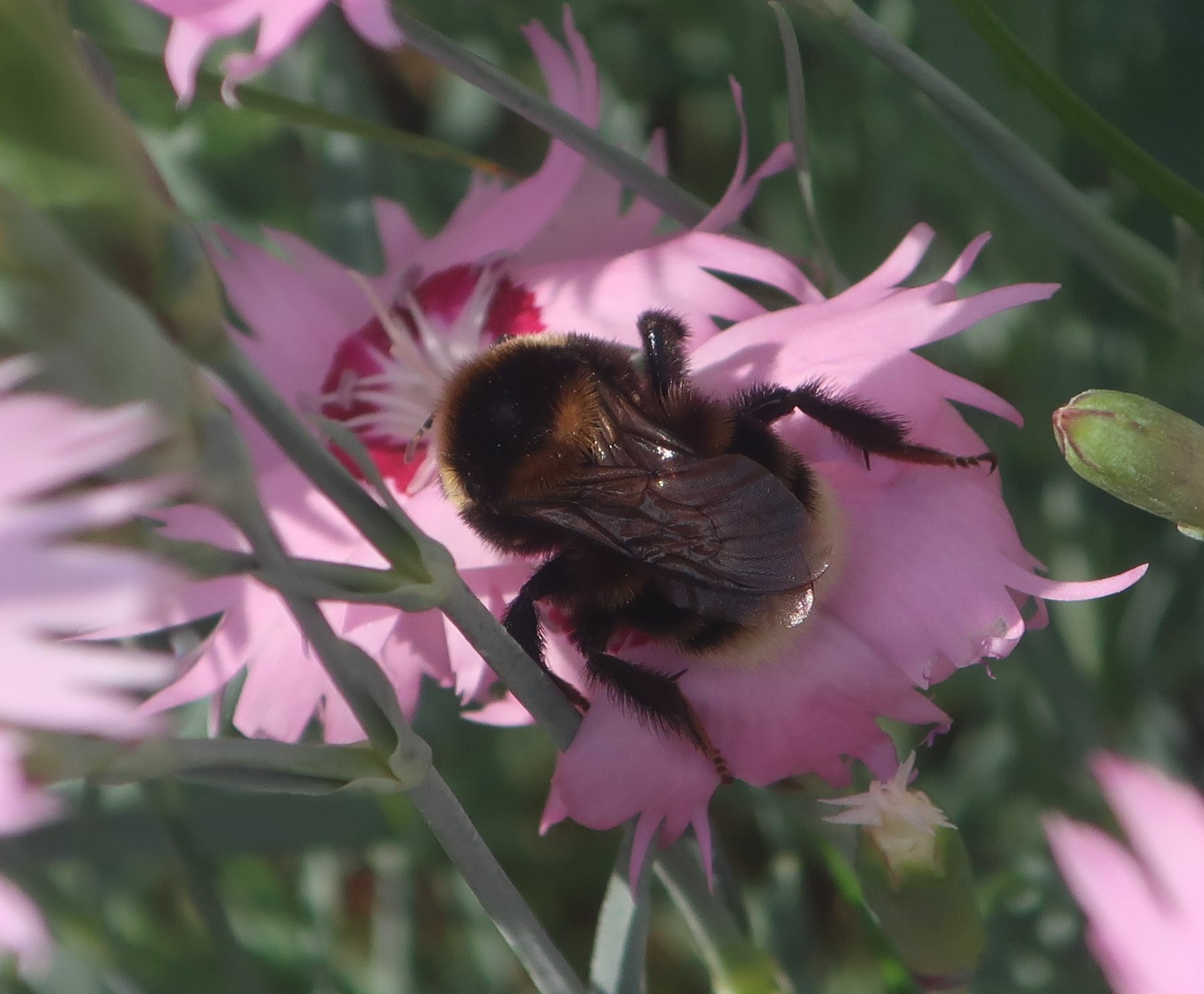 Bombus subterraneus (Linnaeus, 1758)