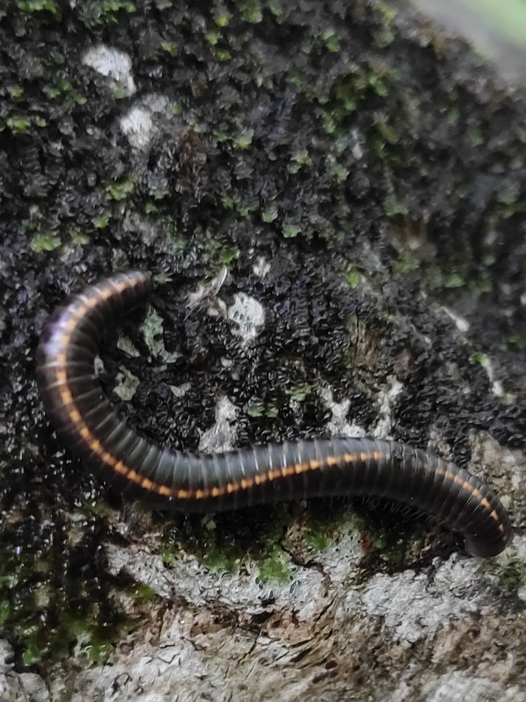 Megaphyllum from Pozar Baths on June 11, 2023 by seibei · iNaturalist