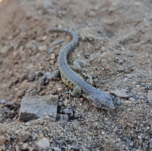 Black-spotted Smooth-throated Lizard (Liolaemus nigromaculatus ...