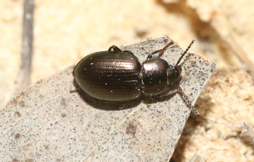 Adelium punctatissimum · iNaturalist