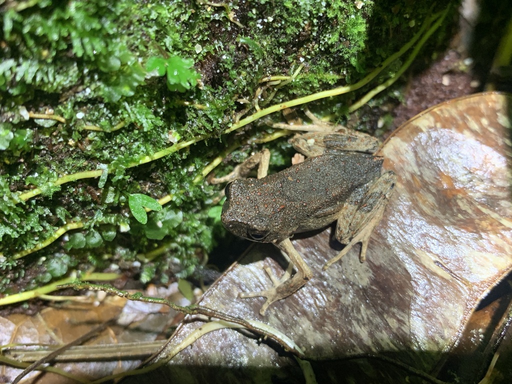 Painted Forest Toadlet from Mera, Pastaza, EC on June 16, 2023 at 11:37 ...