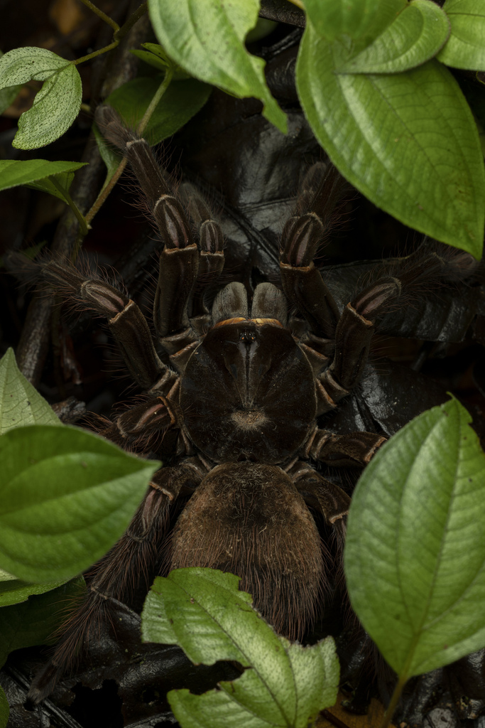 Goliath Birdeater in May 2023 by Walter Rodriguez · iNaturalist