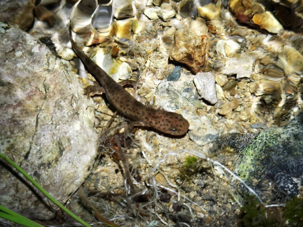 Black-spotted Stout Newt in May 2023 by 小小的蓝天 · iNaturalist