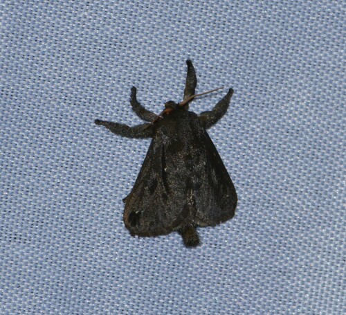 Acharia eucleides · iNaturalist