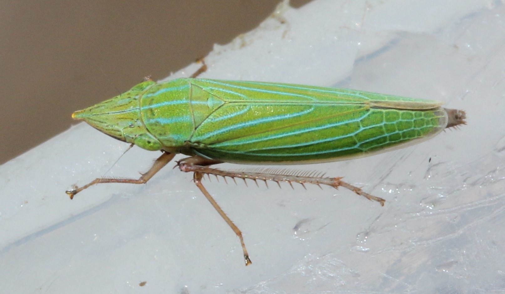 Draeculacephala producta (Walker, 1851)