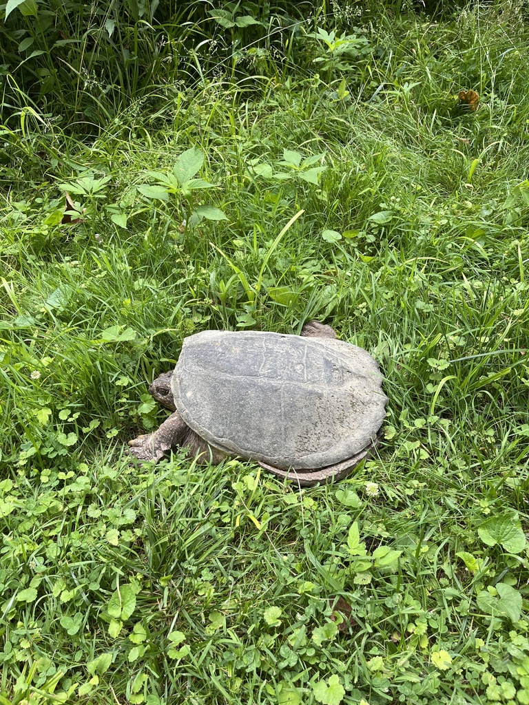 Common Snapping Turtle from Brown Park, St. Matthews, KY, US on May 29 ...