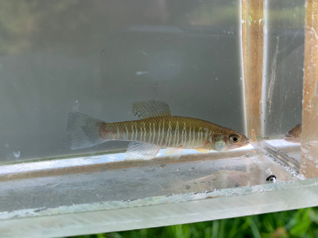 banded killifish in June 2023 by rdunlin · iNaturalist