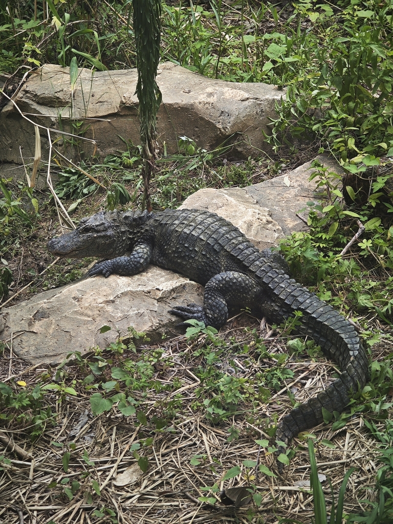 Chinese Alligator in June 2023 by 15721196805 · iNaturalist