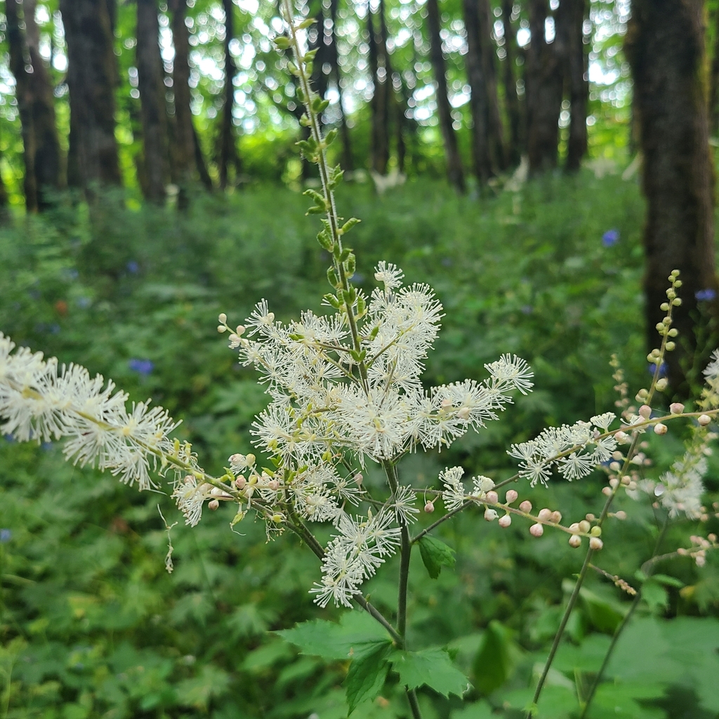 Tall Bugbane in June 2023 by mylodon · iNaturalist