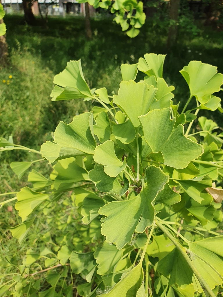 ginkgo from Queen's Annexe, Egham TW20 0EQ, UK on June 17, 2023 at 11: ...