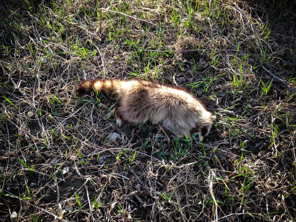 Common Raccoon from South Lethbridge, Lethbridge, AB, Canada on April ...