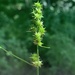 bur reed sedge (Carex sparganioides) · iNaturalist