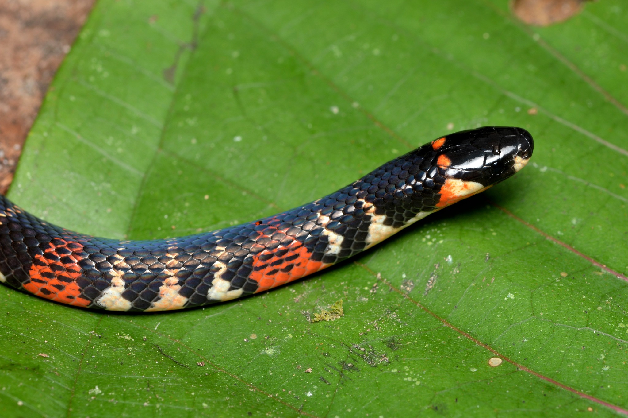 Atractus elaps (Günther, 1858)